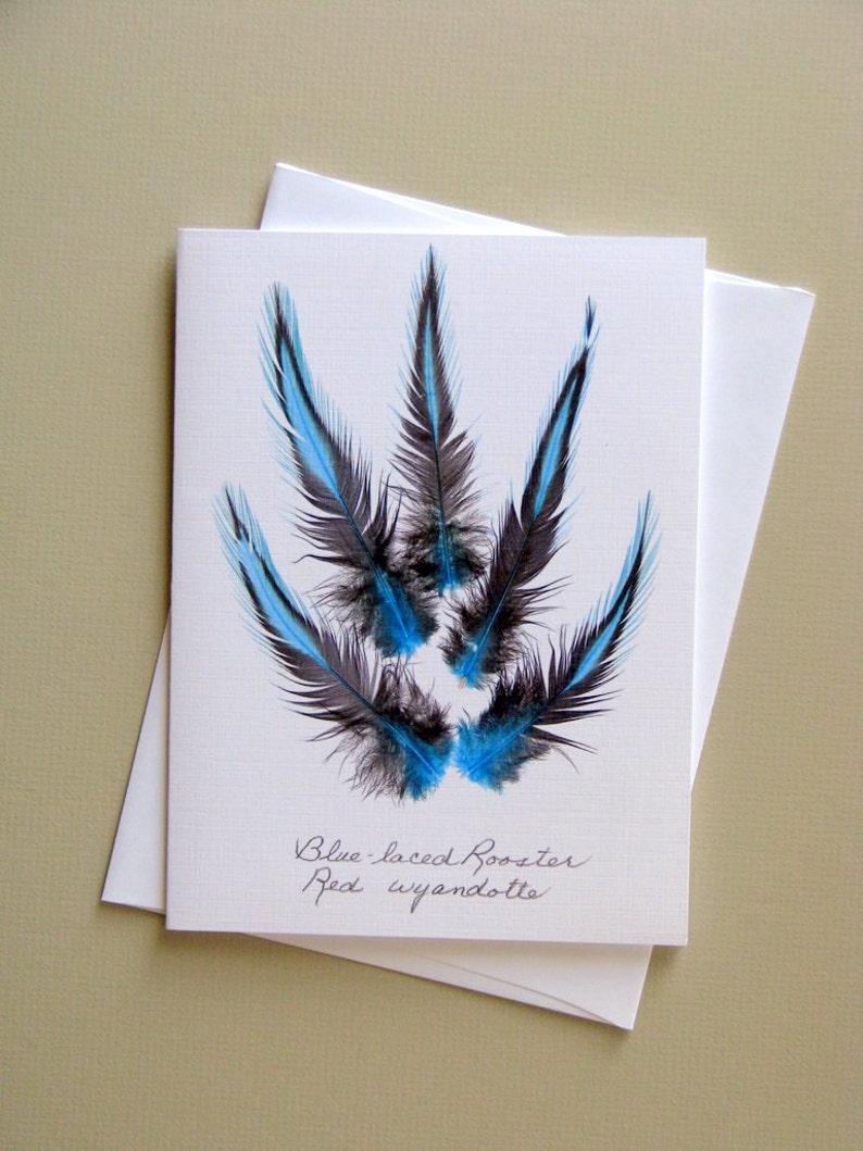 Blue Laced Rooster Feather Card Gift for a Bird Watcher - Etsy