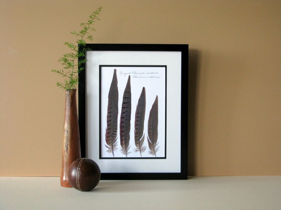 Feather Art Print Natural Feather Print 11x14 Double Matted - Etsy