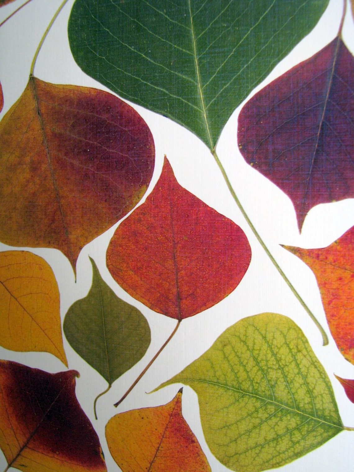 Pressed Leaf Print, 11x14 Double Matted, Chinese Tallow Leaves, Nature ...