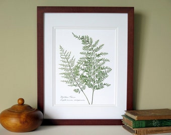 Pressed Fern Botanical Art Print Matted 11x14 Mother Fern | Etsy