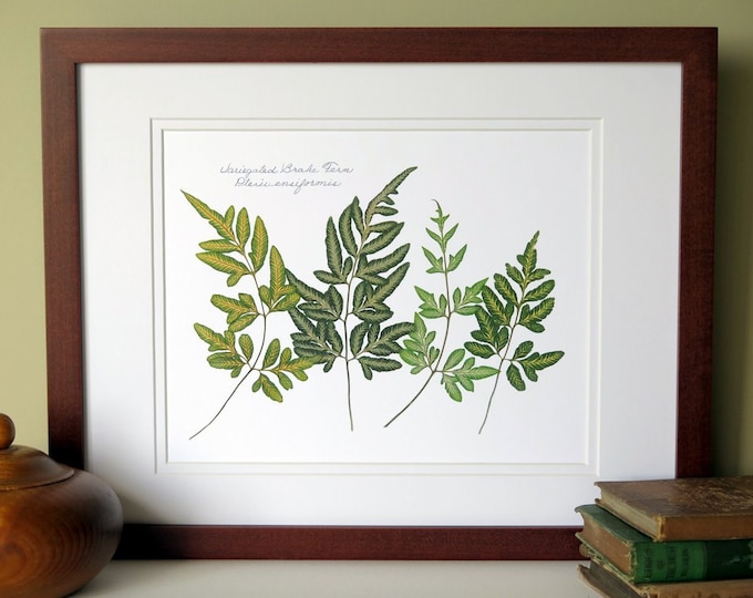 Pressed Fern Botanical Art Print, 11x14 Double Matted, Australian Sword ...