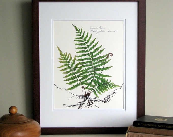 Pressed Fern Print, 8 X 10 Matted, Wood Fern, Green Woodland Ferns ...