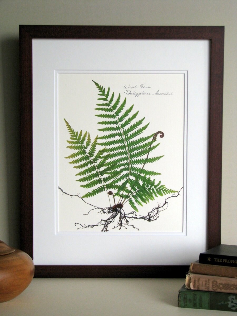Pressed fern print 11x14 double matted wood fern study with | Etsy