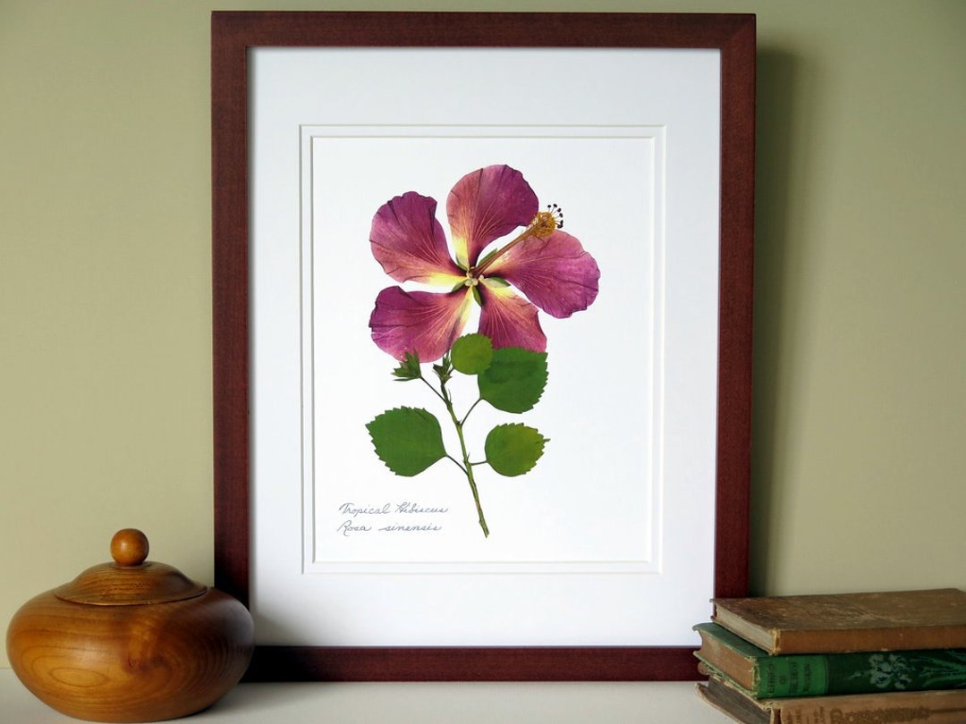 Pressed Flower Print, 11x14 Double Matted, Tropical Hibiscus Art, Etsy ...