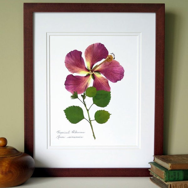Pressed Tropical Flowers - Etsy