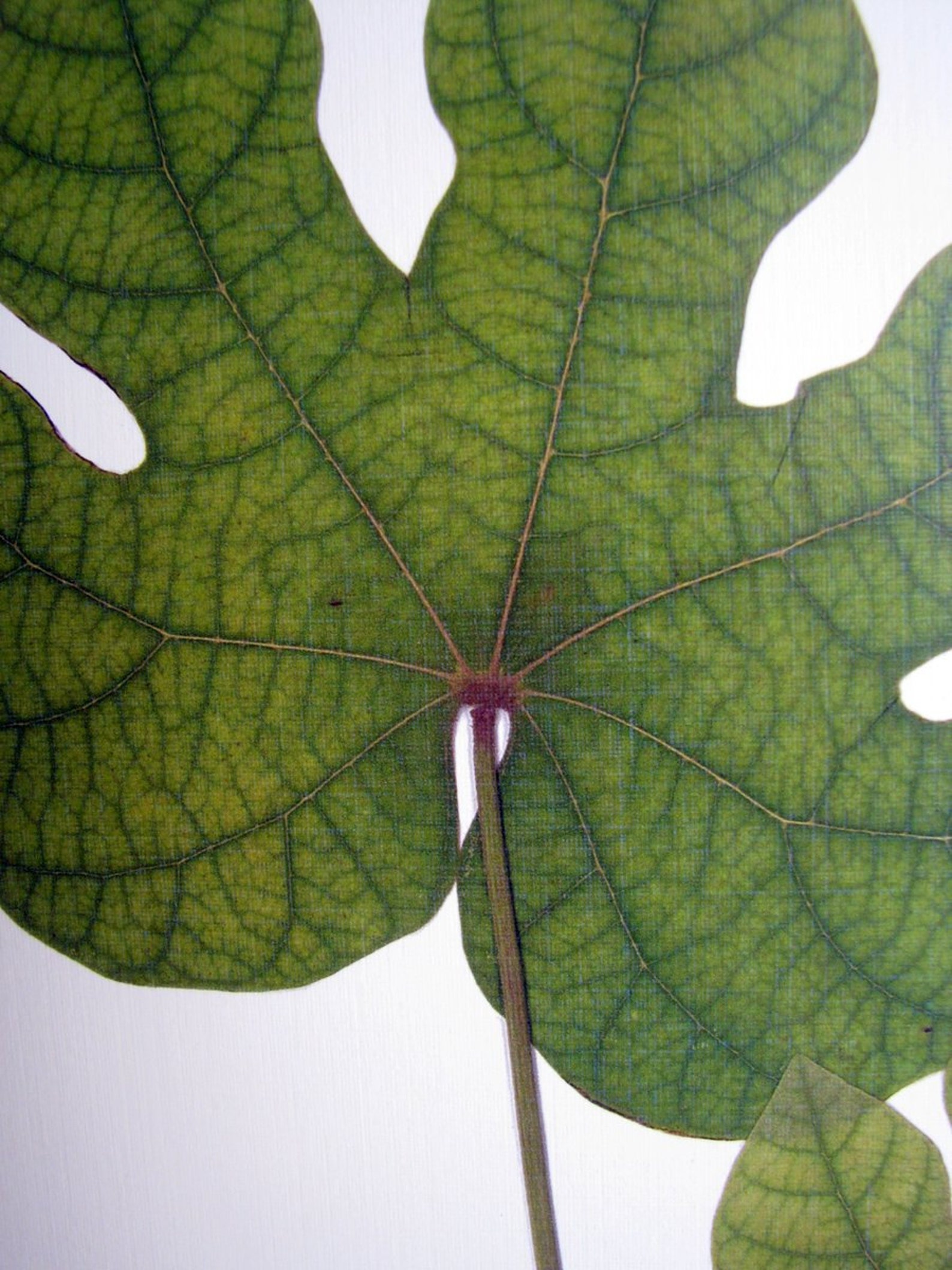 Impresión de hoja prensada 11x14 doble estera hojas de | Etsy