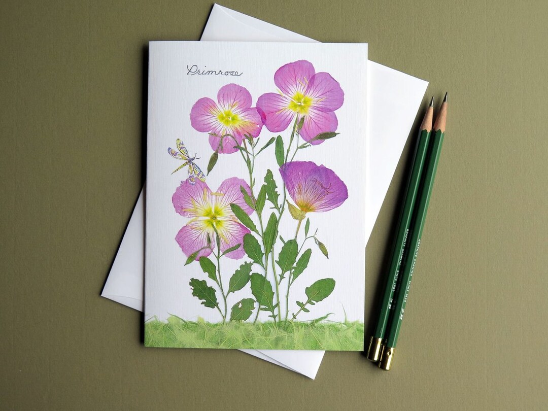 Pink Evening Primrose Wildflowers, Floral Pressed Flowers Image, Texas ...
