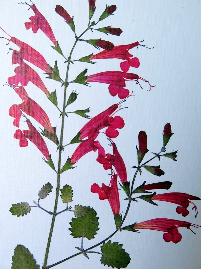 Pressed Flower Print 8 X 10 Matted Cedar Sage - Etsy