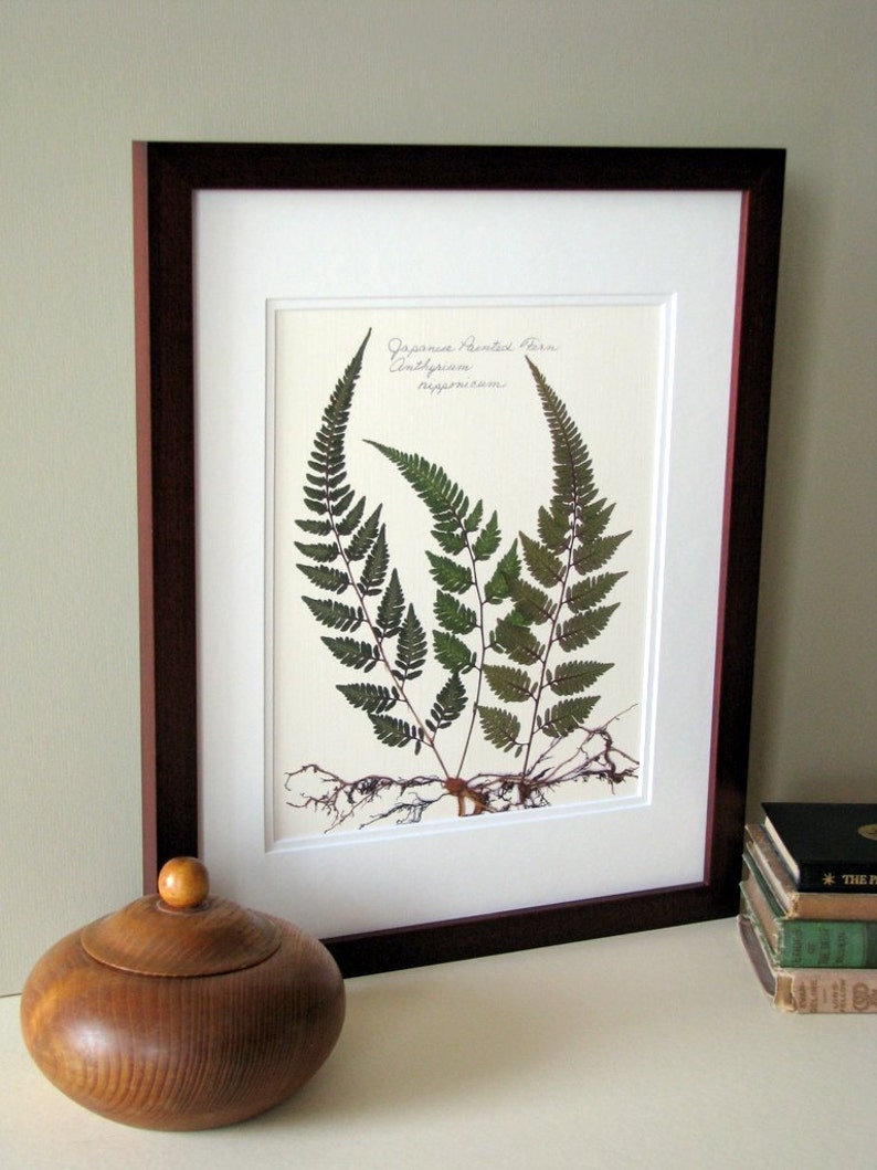 Pressed Fern Print 11x14 Double Matted Botanical Art | Etsy