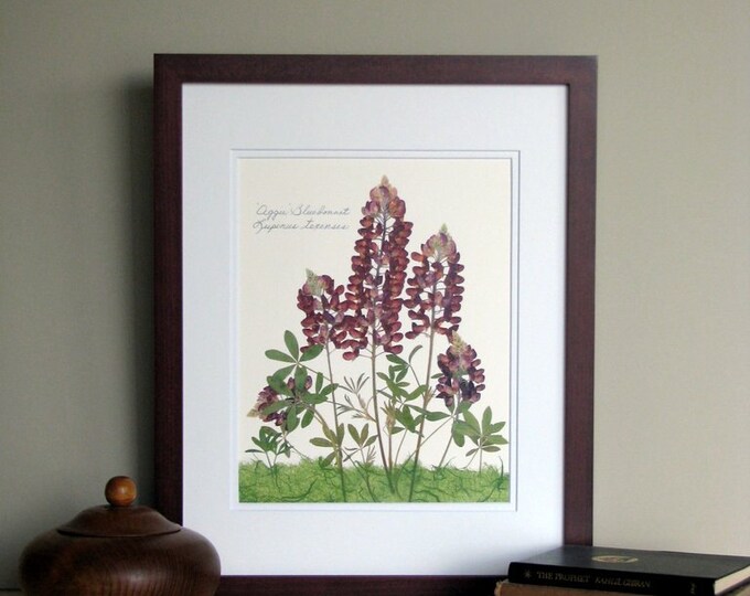 Pressed Flower Botanical Print, 11x14 Double Matted, Texas Aggie Maroon ...