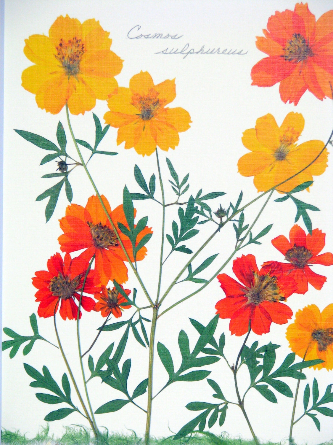 Pressed Flowers Print 11x14 Double Matted Cosmos Flowers | Etsy