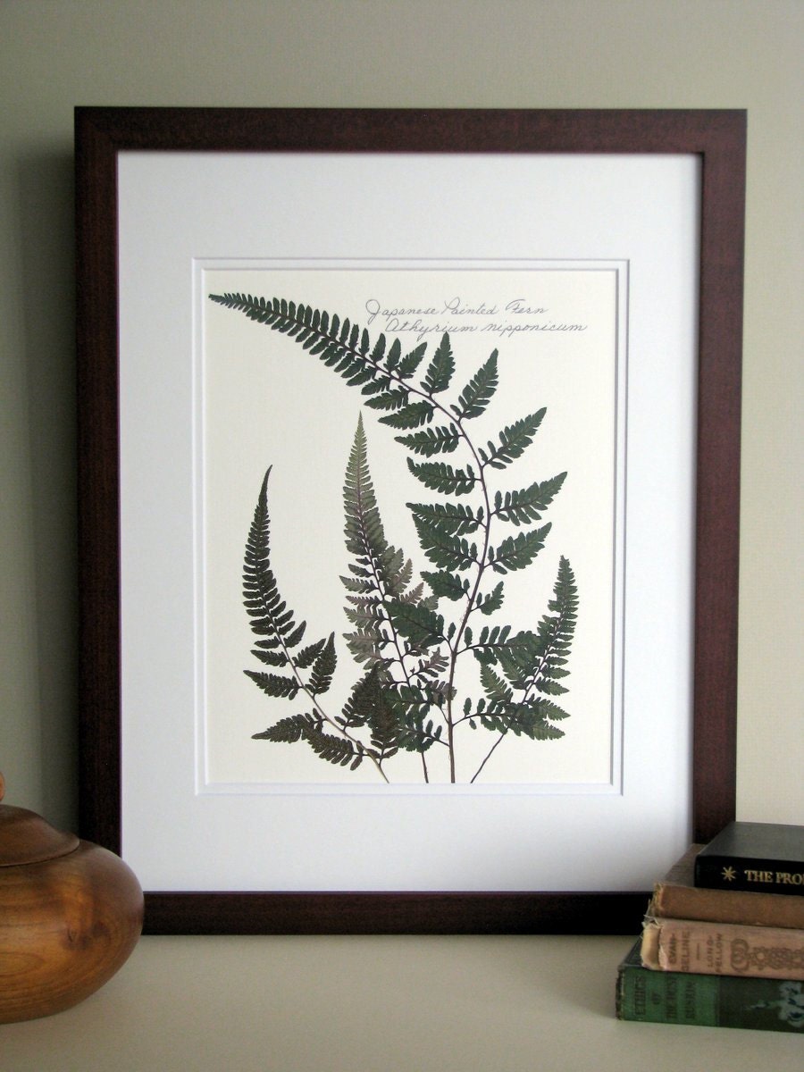 Pressed Fern Print 11x14 Double Matted Japanese Painted Fern - Etsy