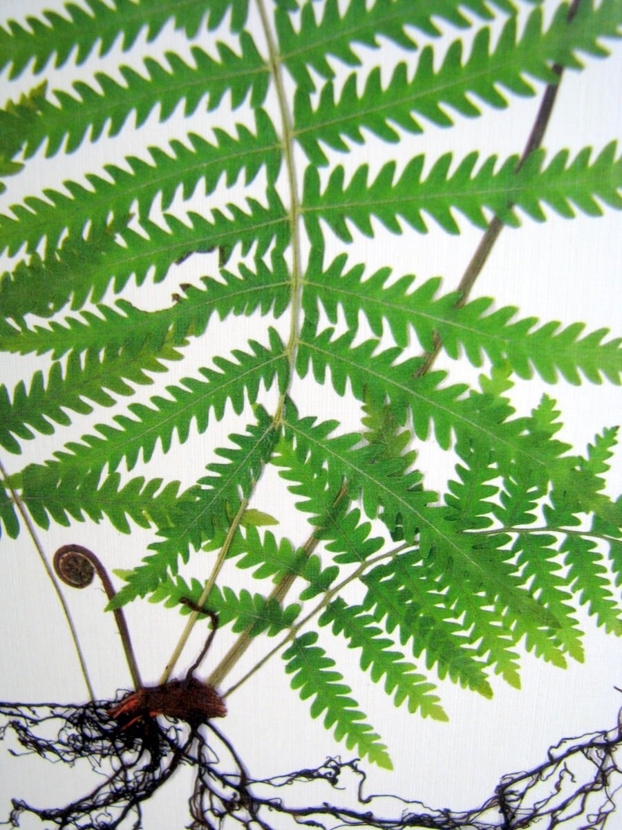 Pressed fern print 11x14 double matted wood fern study with | Etsy