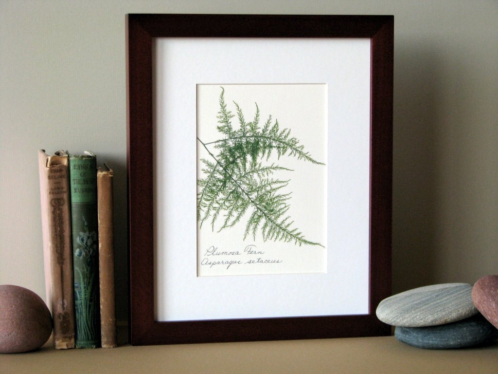 Pressed Fern Art Print 8 X 10 Matted Plumosa - Etsy