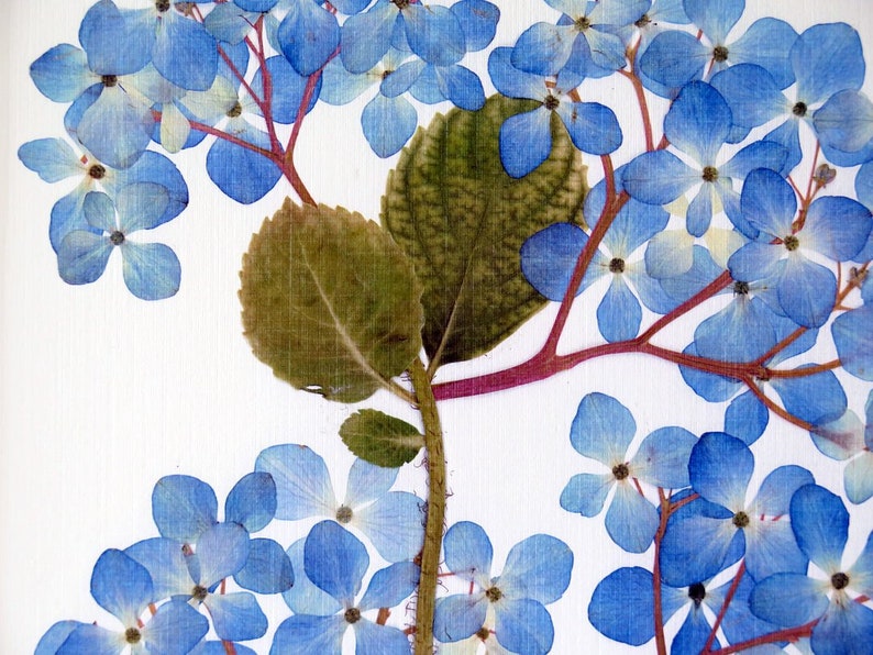 Pressed flowers print 11x14 double matted blue Hydrangea | Etsy