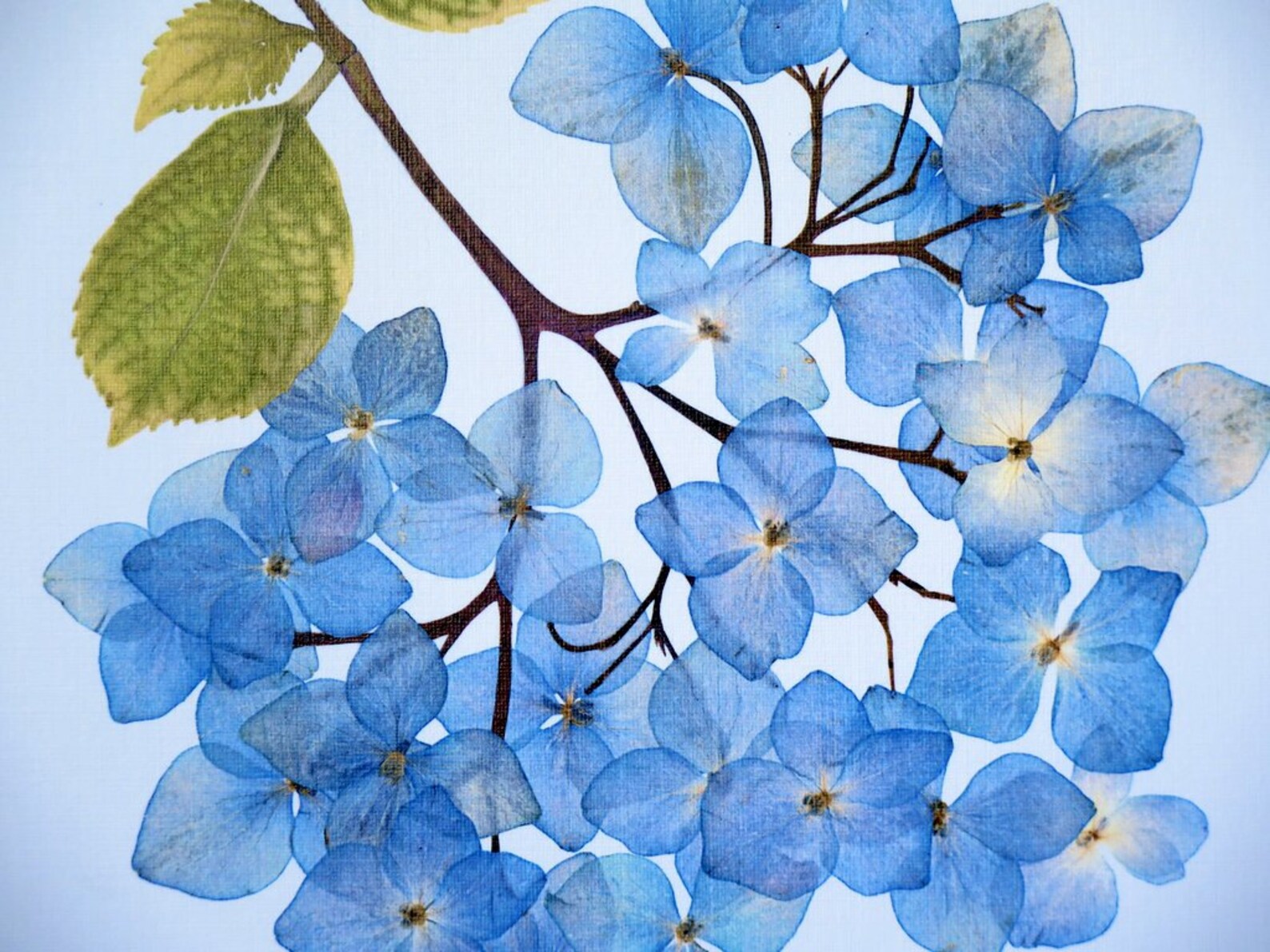 Pressed Flower Print 11x14 Double Matted Blue Hydrangea - Etsy