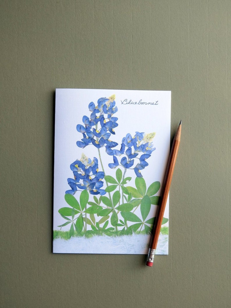 Bluebonnet Wildflowers, Pressed Bluebonnet Flowers, Botanical Greeting ...
