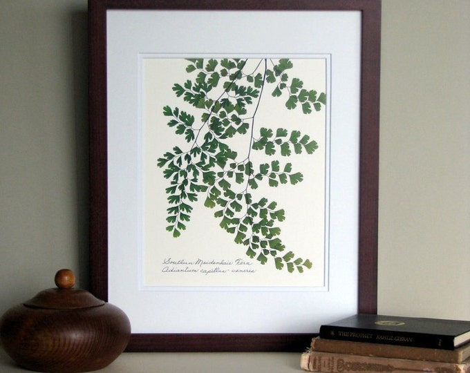 Pressed Fern Art Print, 11x14 Double Matted, Southern Maidenhair Fern ...