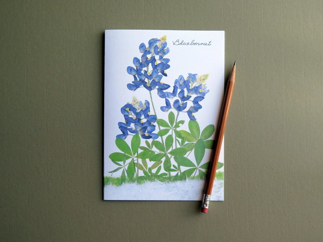 Bluebonnet Wildflowers, Pressed Bluebonnet Flowers, Botanical Greeting ...