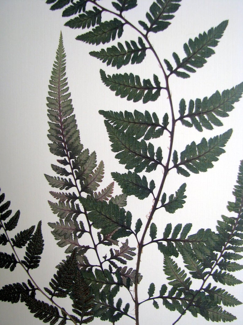 Pressed Fern Print 11x14 Double Matted Japanese Painted Fern - Etsy