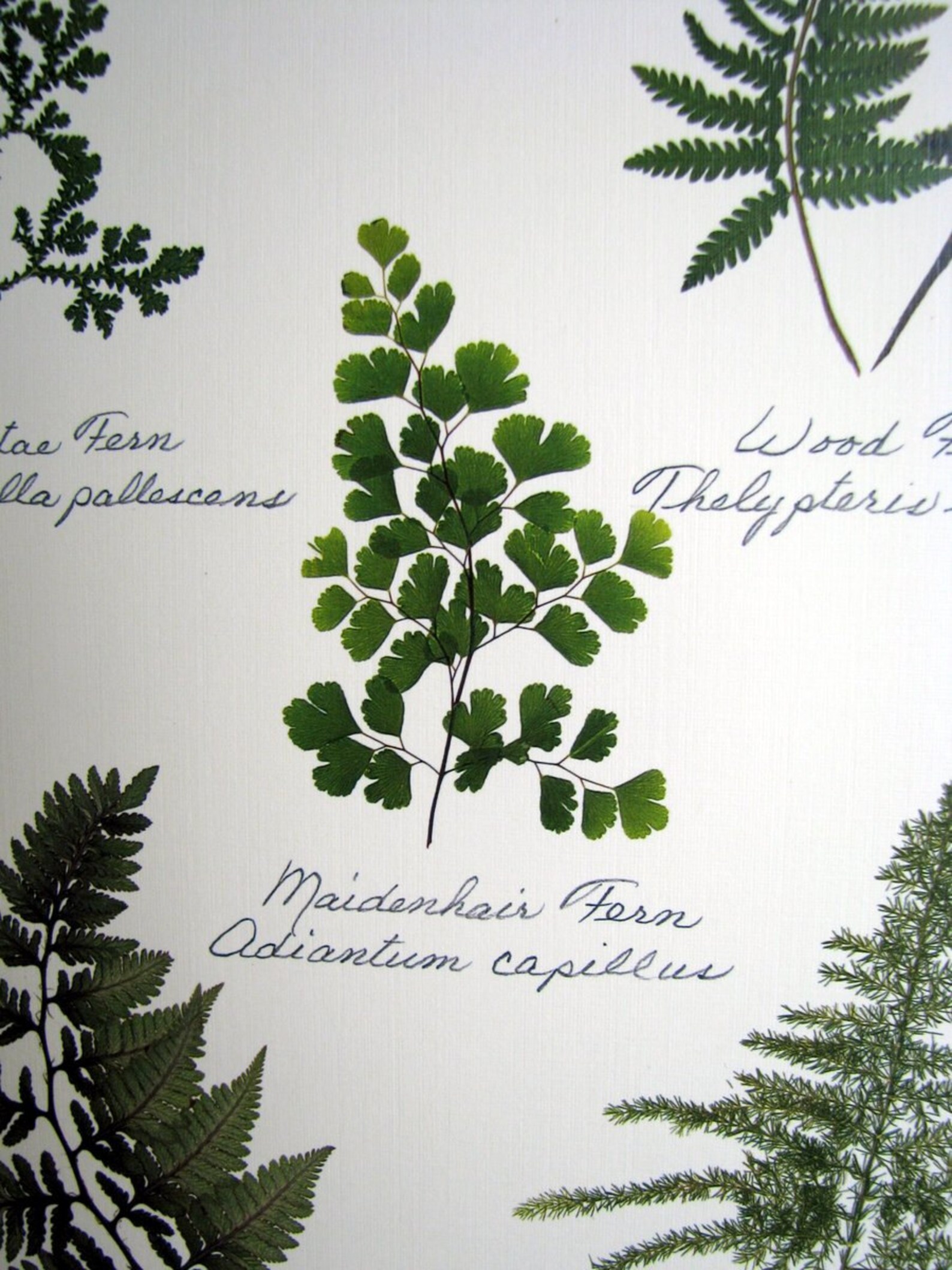 Pressed Fern Art Print 11x14 Double Matted Botanical Fern - Etsy