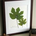 Pressed Leaf Print 11x14 Double Matted Parasol Leaves Fresh - Etsy
