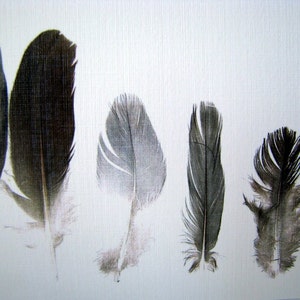 Feather Art Print, Mockingbird Art, Feather Art, Modern, Mockingbird ...