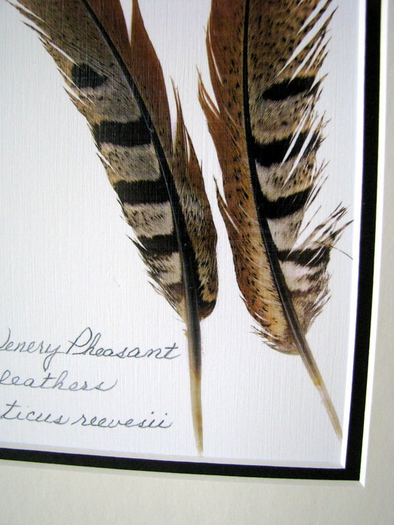 Pheasant Feather Art