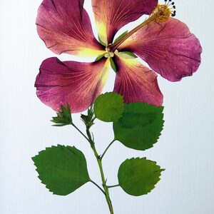 Pressed Flower Print, 11x14 Double Matted, Tropical Hibiscus Art, Etsy ...