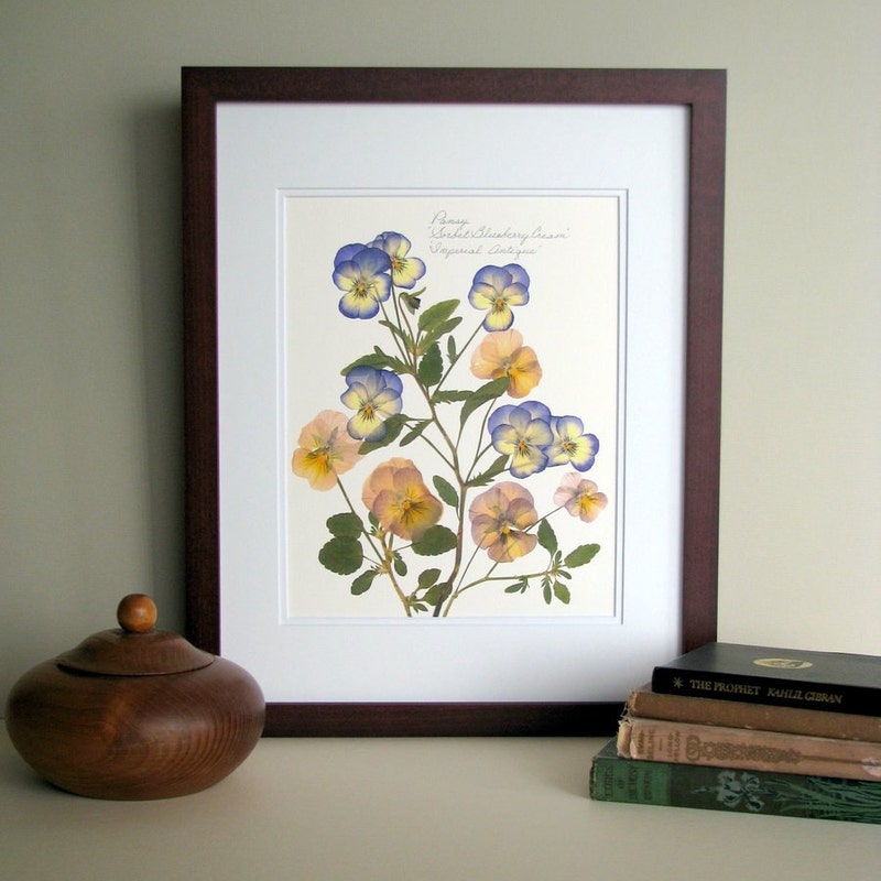 Pansy Print - Etsy