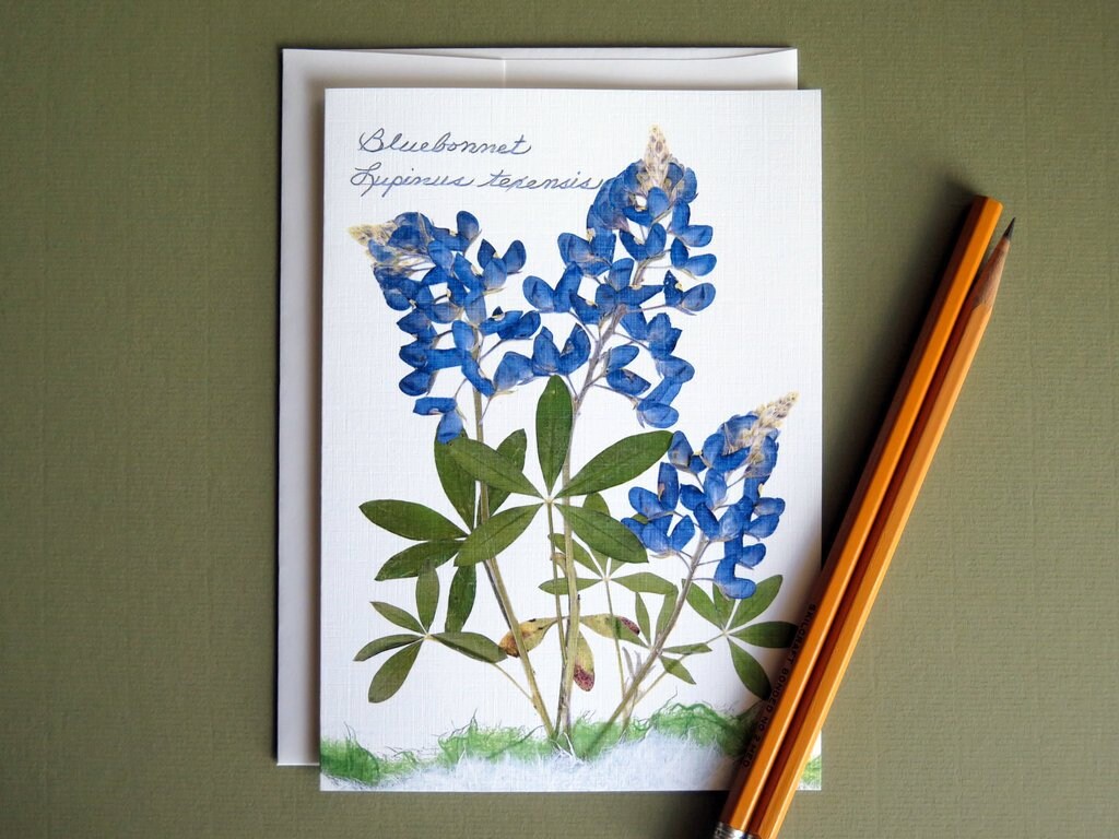 Bluebonnet Flower Border