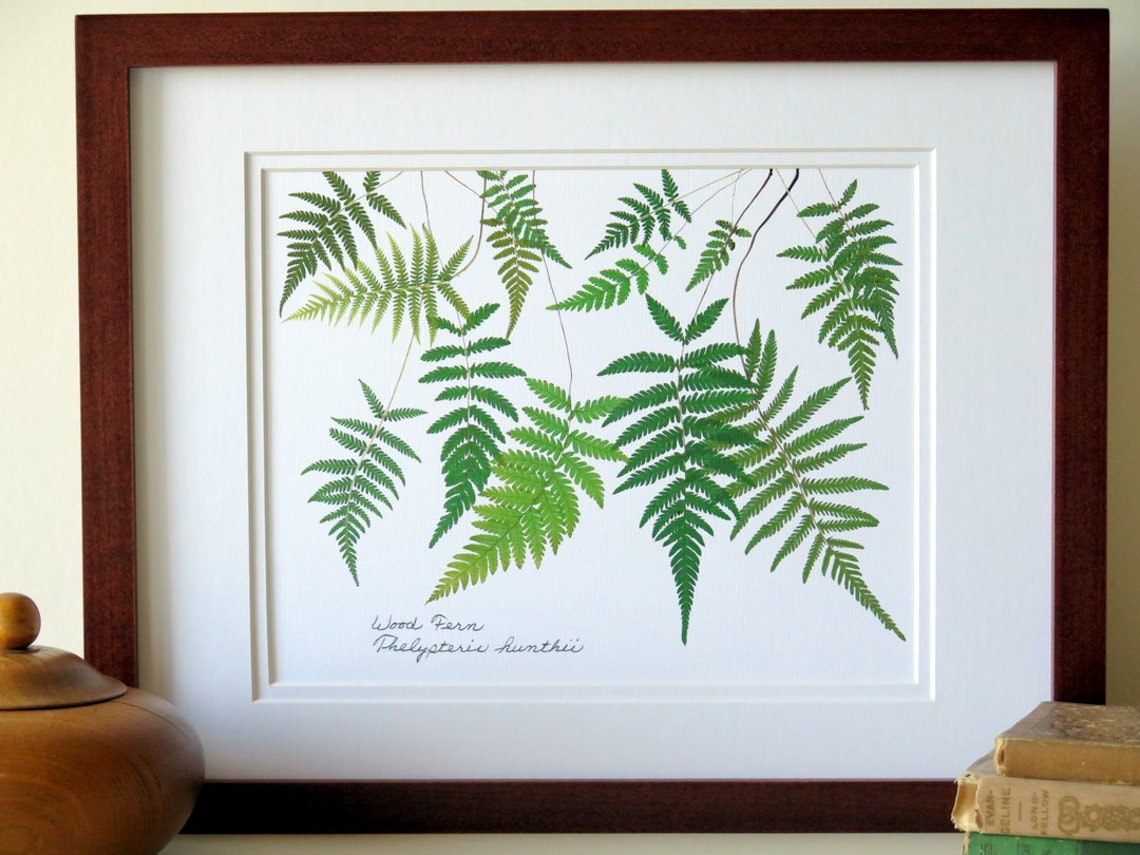 Pressed Fern Print 11x14 Double Matted Wood Ferns Woodland - Etsy