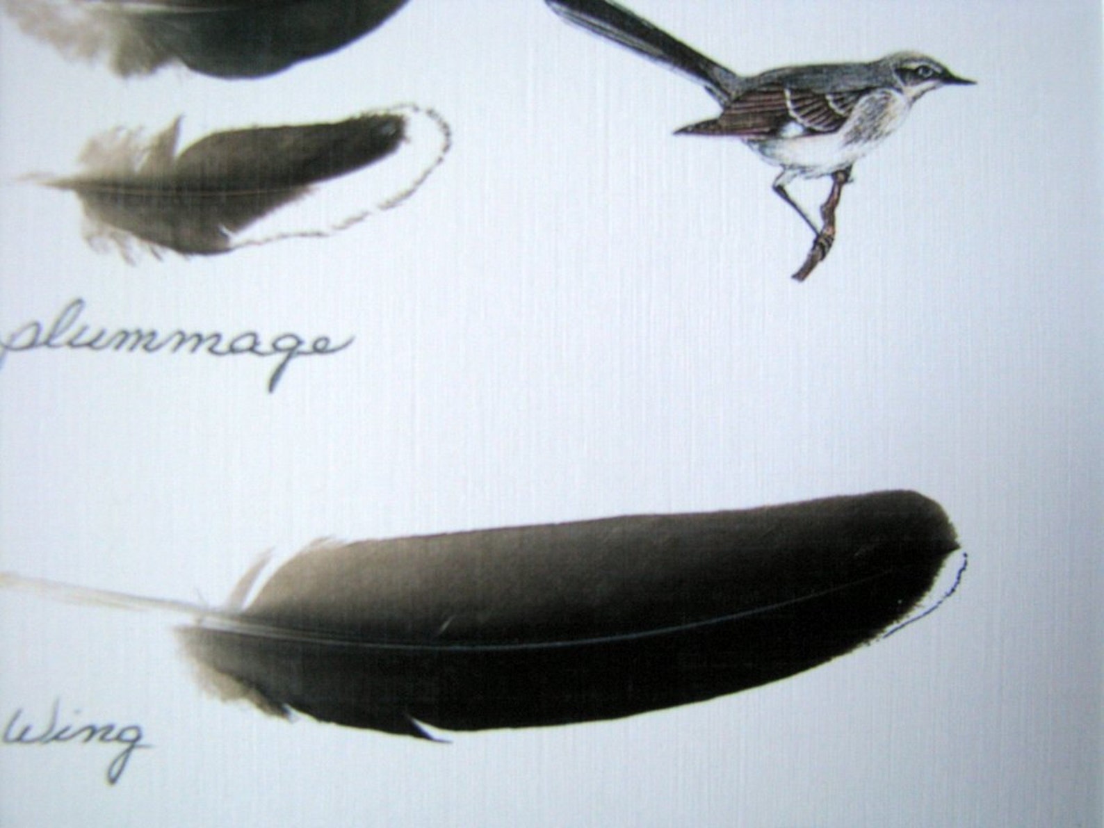 Feather Art Print Mockingbird Feather Art Study 8 X | Etsy