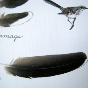 Feather Art Print Mockingbird Feather Art Study 8 X | Etsy