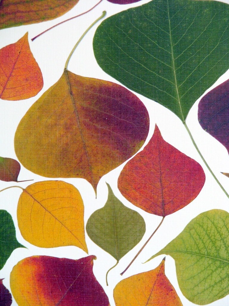 Pressed Leaf Print, 11x14 Double Matted, Chinese Tallow Leaves, Nature ...