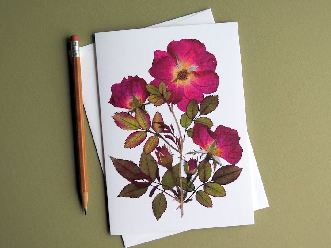 Knock Out Rose Card, Pressed Red Rose Image, Pressed Rose Flower Art ...