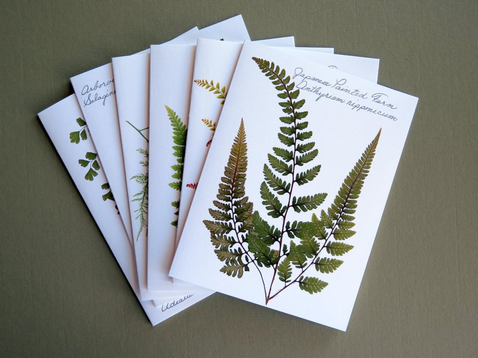 Set of 6 Botanical Pressed Fern Cards Green Woodland Ferns | Etsy