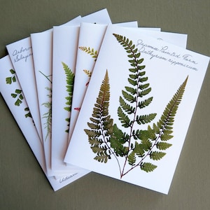 Set of 6 Botanical Pressed Fern Cards, Green Woodland Ferns, Card Gift ...