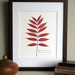Pressed Leaf Art Print, 11x14 Double Matted, Chinese Pistachio Leaves Rust Fall Leaves, Pressed ...