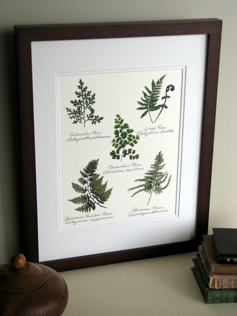 Pressed Fern Art Print 11x14 Double Matted Botanical Fern - Etsy