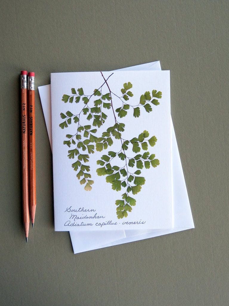 Southern Maidenhair Fern Card Pressed Fern Card Green Ferns - Etsy