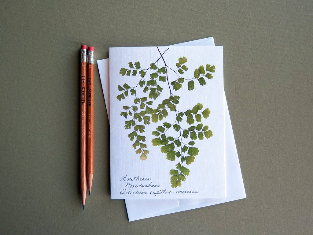 Southern Maidenhair Fern Card Pressed Fern Card Green Ferns - Etsy