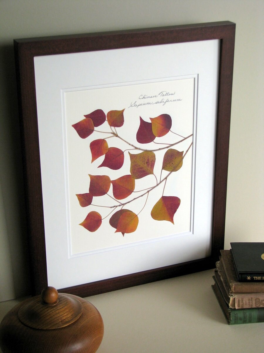 Pressed Leaves Print 11x14 Double Matted Chinese Tallow - Etsy