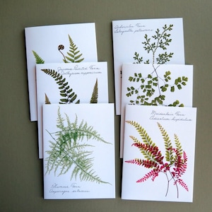 Set of 6 Botanical Pressed Fern Cards, Green Woodland Ferns, Card Gift ...