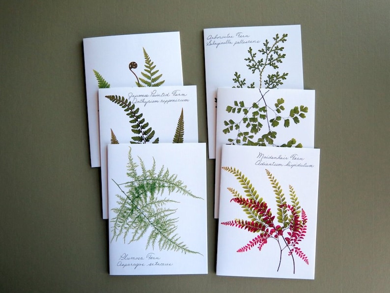 Set of 6 Botanical Pressed Fern Cards Green Woodland Ferns - Etsy