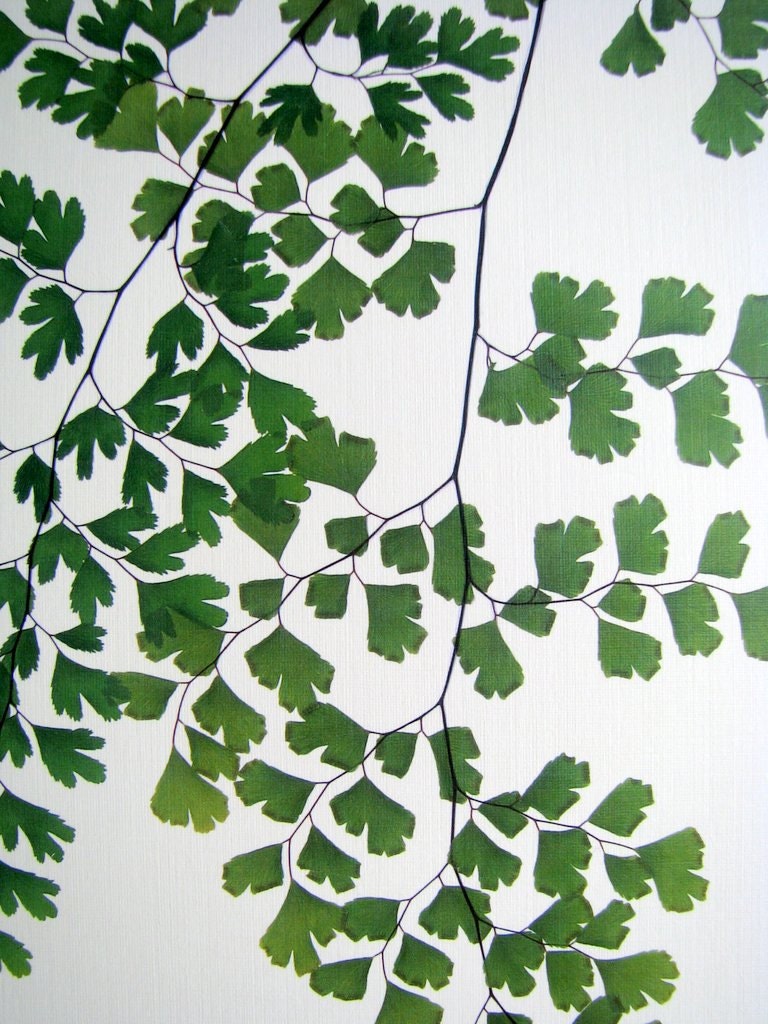 Pressed Fern Art Print, 11x14 Double Matted, Southern Maidenhair Fern ...
