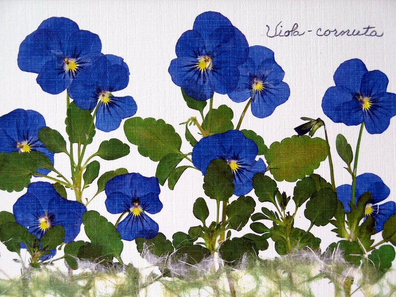 Pressed Flower Print 8 X 10 Matted Pressed Viola - Etsy