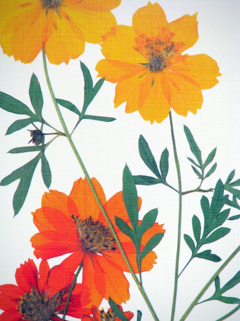Pressed Flowers Print 11x14 Double Matted Cosmos Flowers | Etsy