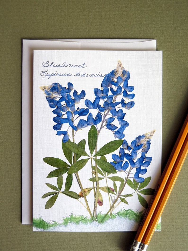 Bluebonnet Wildflowers Pressed Bluebonnet Flowers Botanical | Etsy
