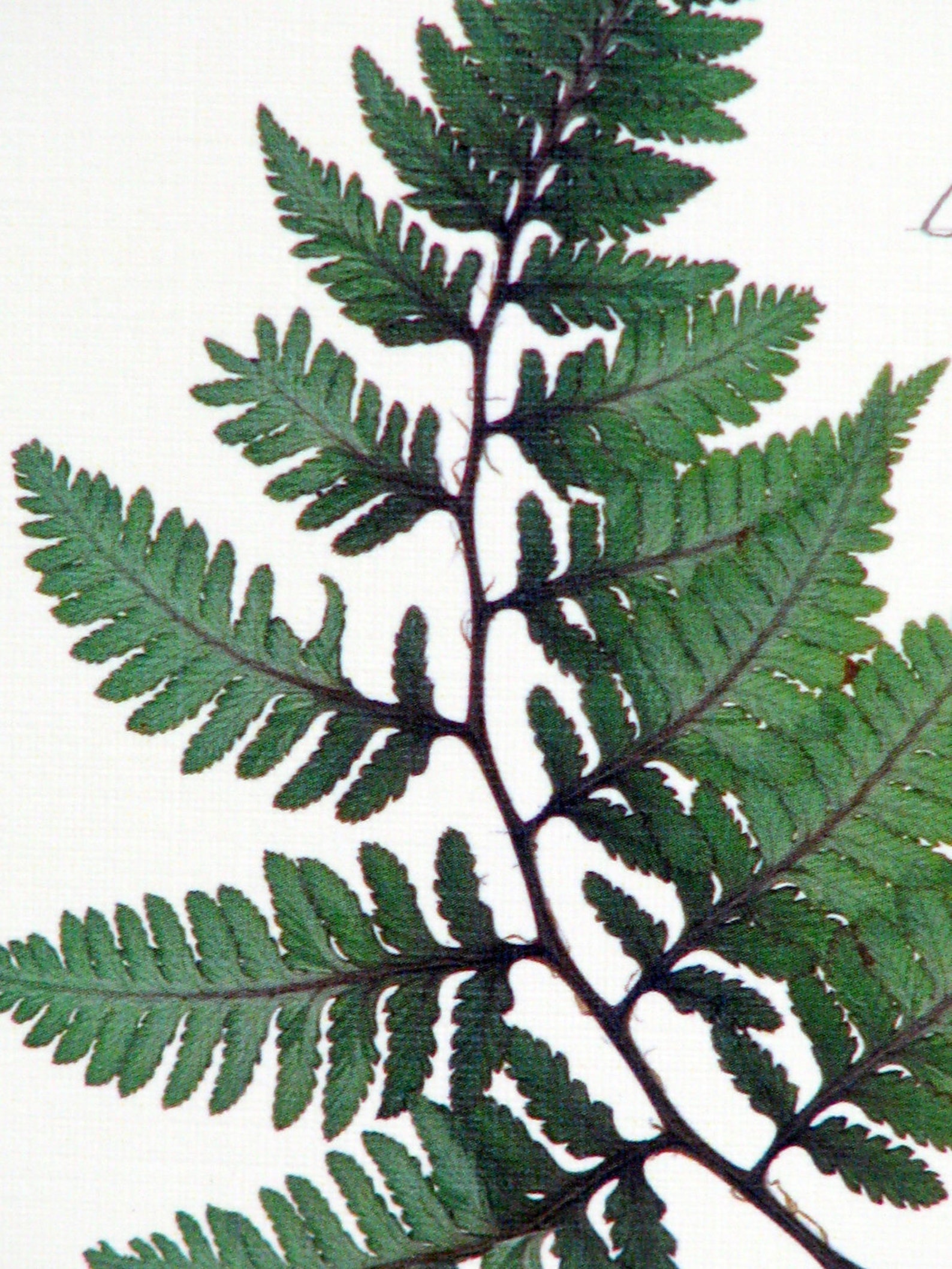 Pressed Fern Art Print 11x14 Double Matted Botanical Fern - Etsy